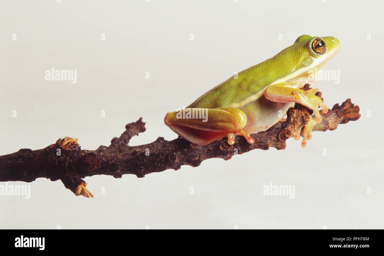 European Tree Frog (Hyla arborea) on branch, side view Stock Photo - Alamy
