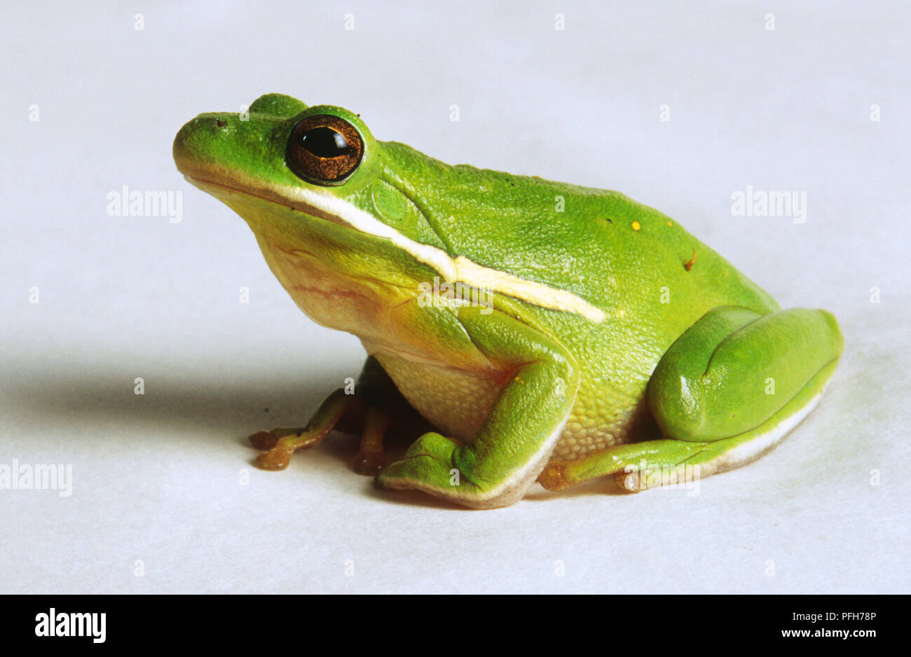 European Tree Frog (Hyla arborea), side view Stock Photo - Alamy