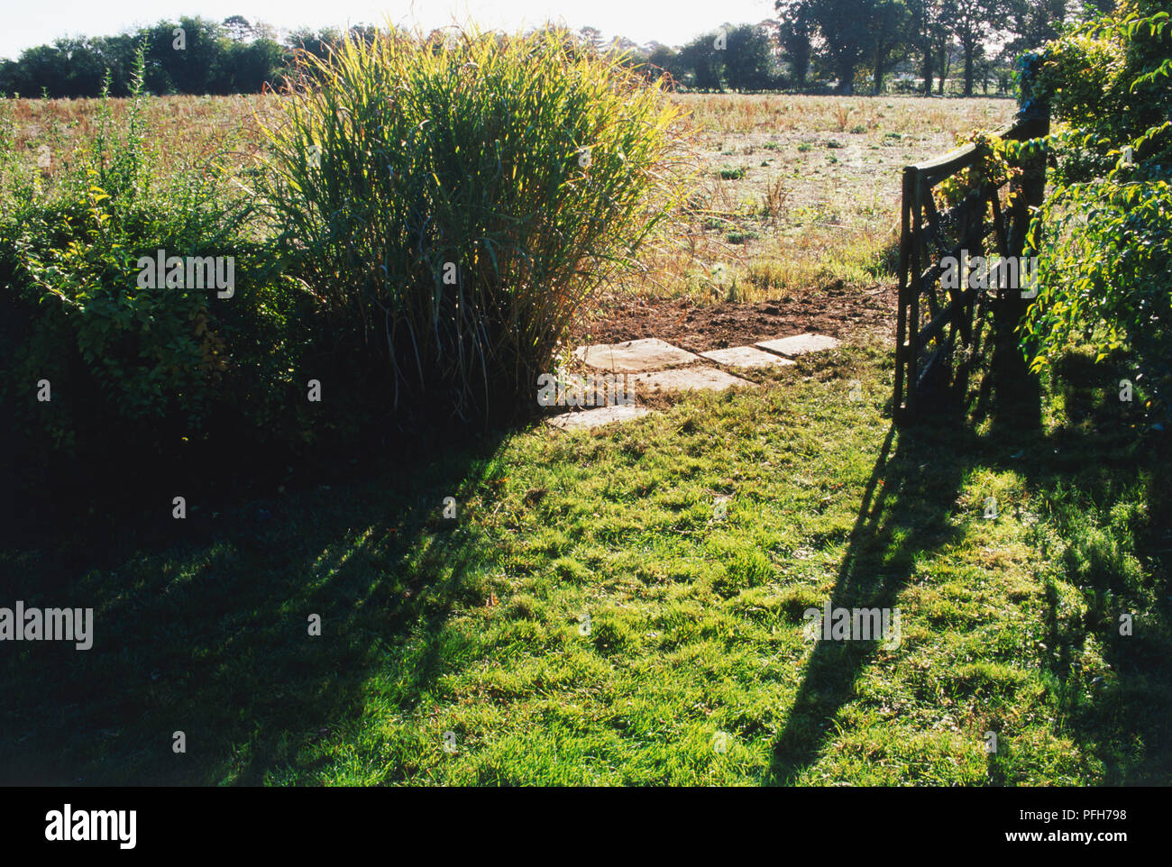 Miscanthus miscanthus sp hi-res stock photography and images - Alamy