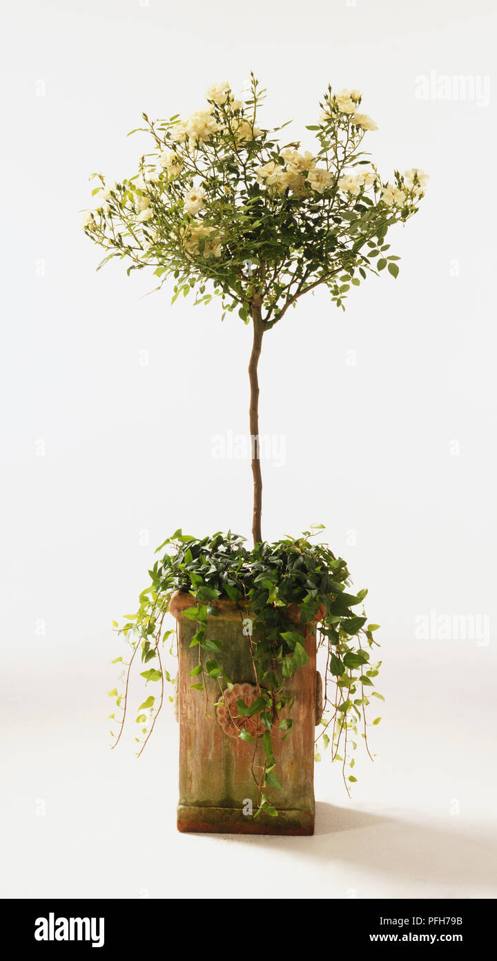 Pot edge hi-res stock photography and images - Alamy