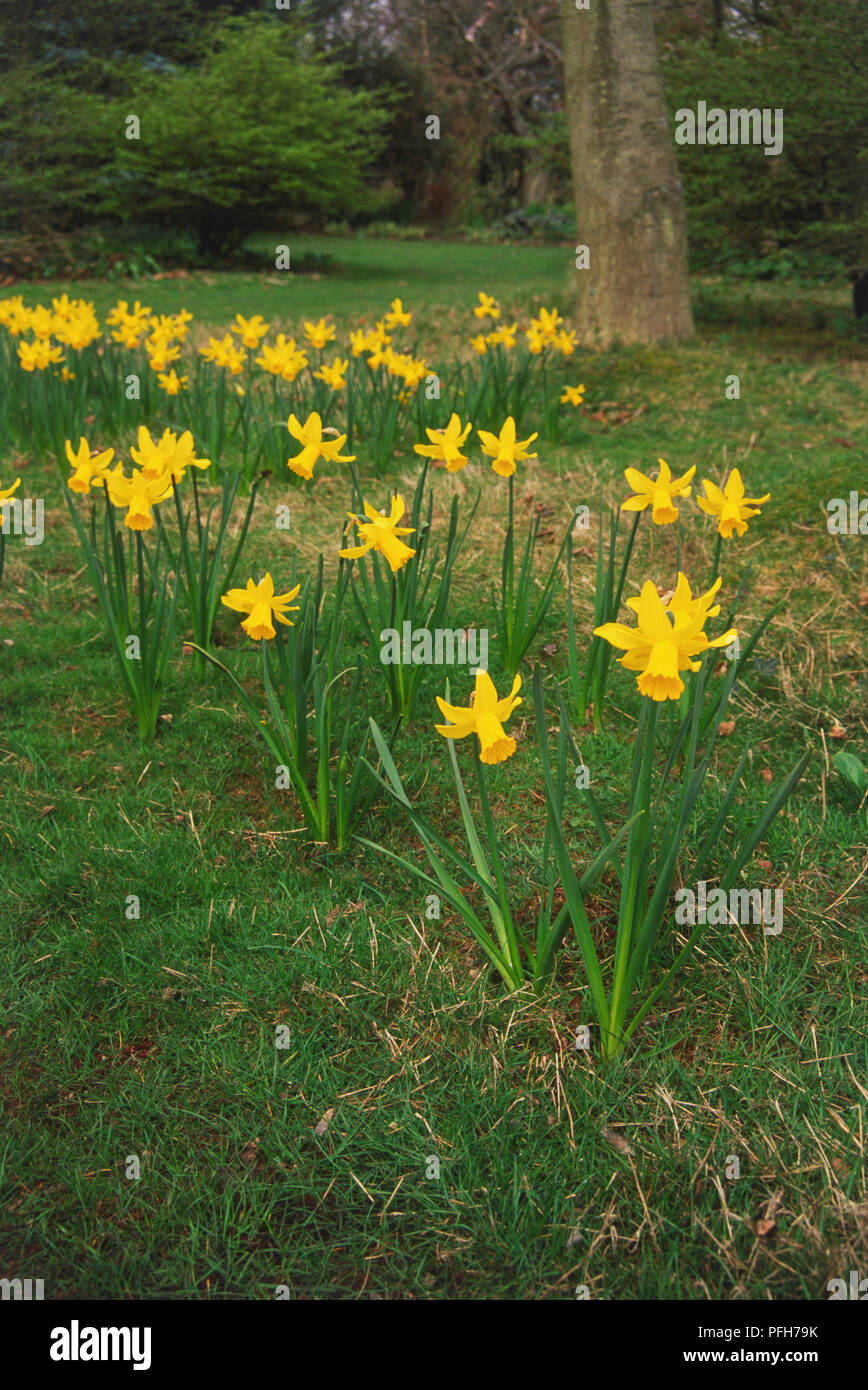 Field of Narcissus in bloom, trees in background Stock Photo - Alamy