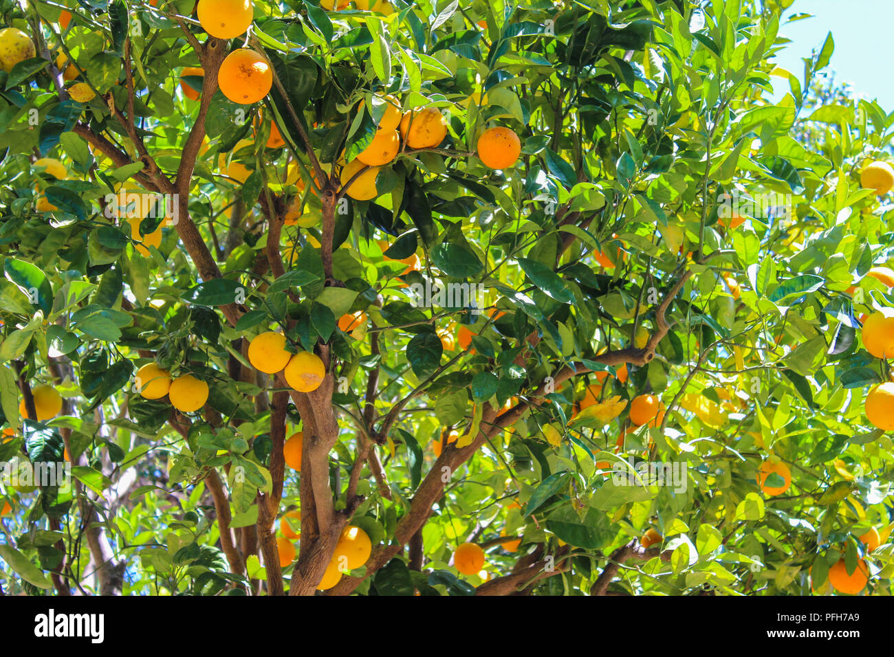 Orange grove harvest hi-res stock photography and images - Alamy