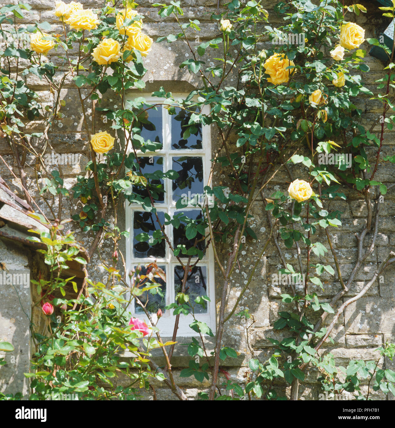 Climbing rose wall hi-res stock photography and images - Alamy