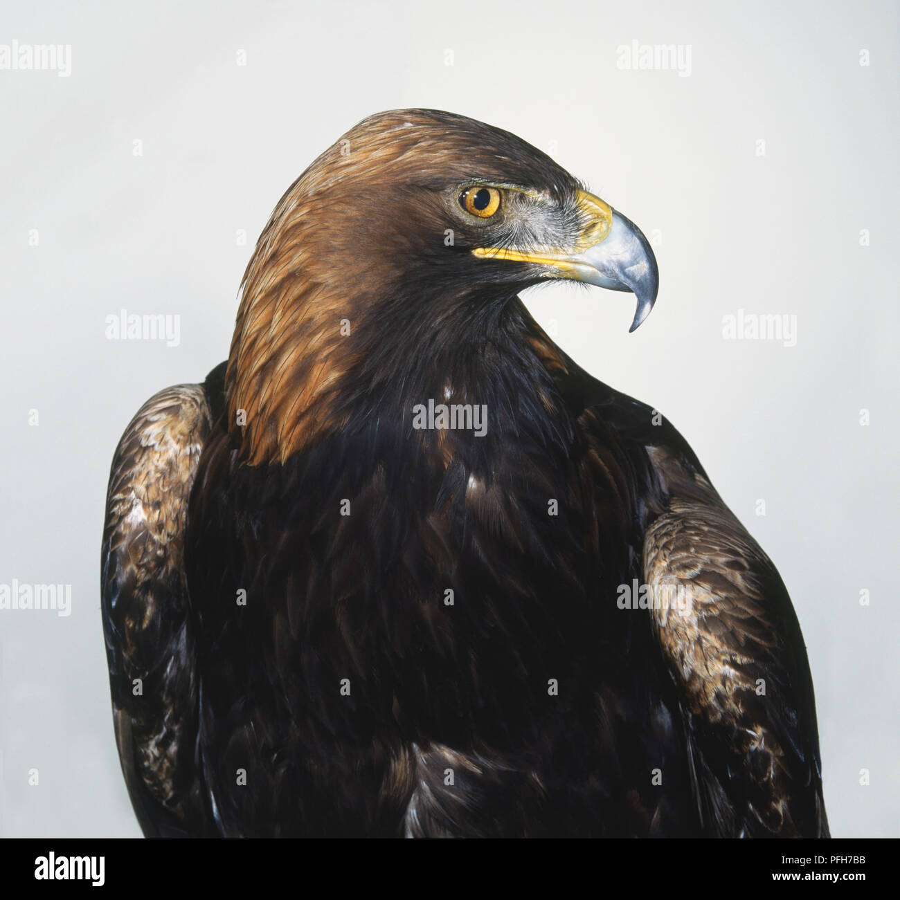 Golden eagle headshot hi-res stock photography and images - Alamy