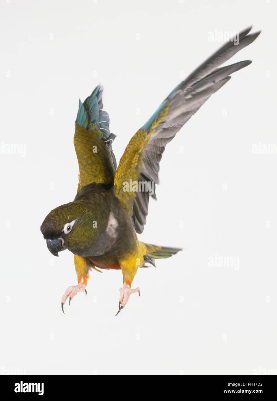 Parrot landing on bar Stock Photo - Alamy