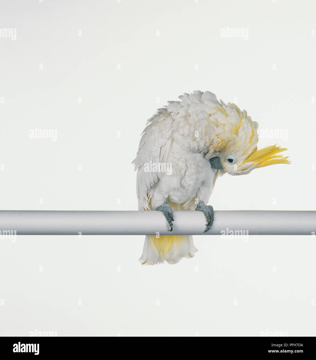 Lesser Sulphur-crested Cockatoo (Cacatua galerita) on a perch preening ...