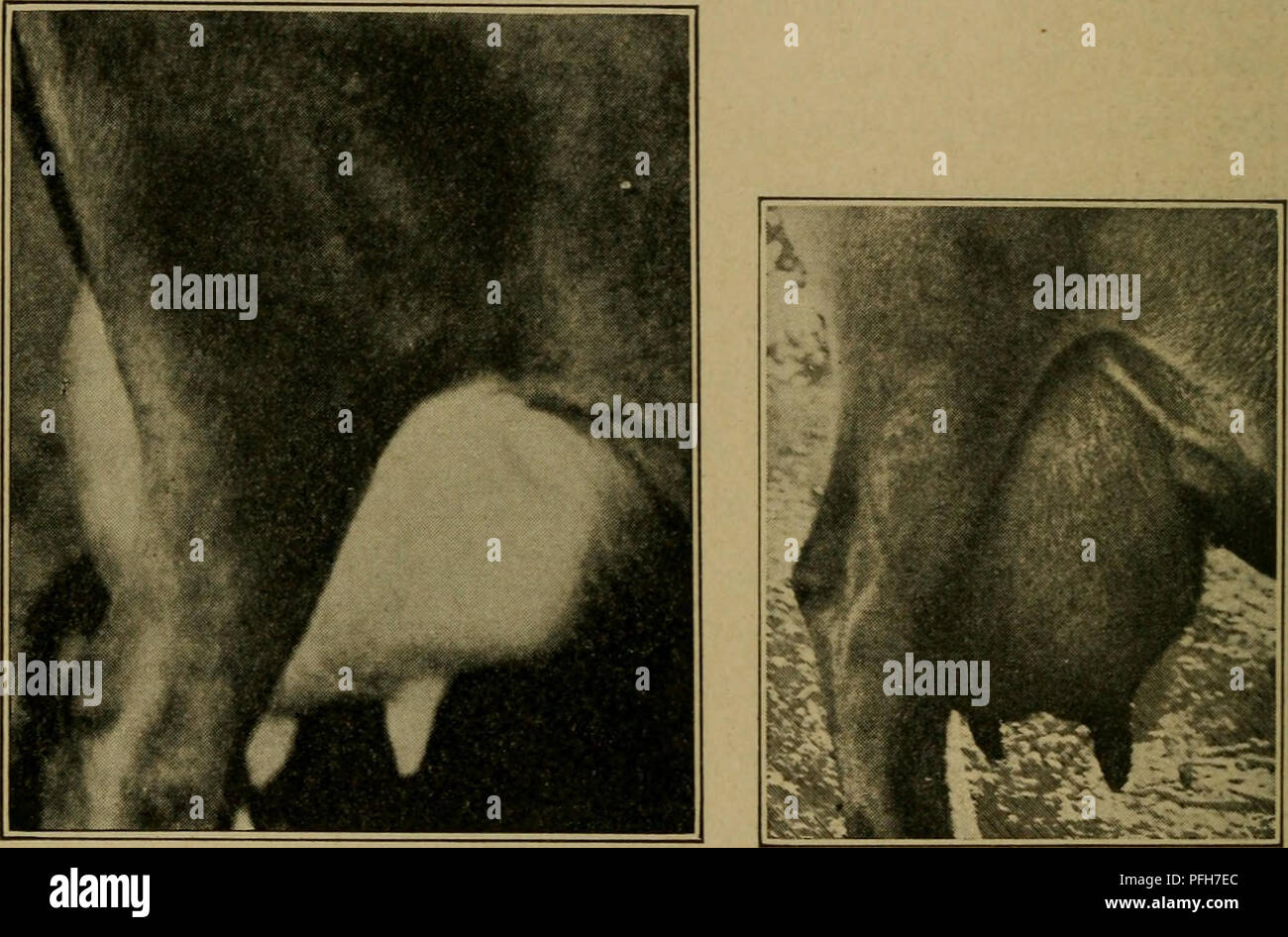 This image from 'Dairy Farming' shows detailed anatomical illustrations ...