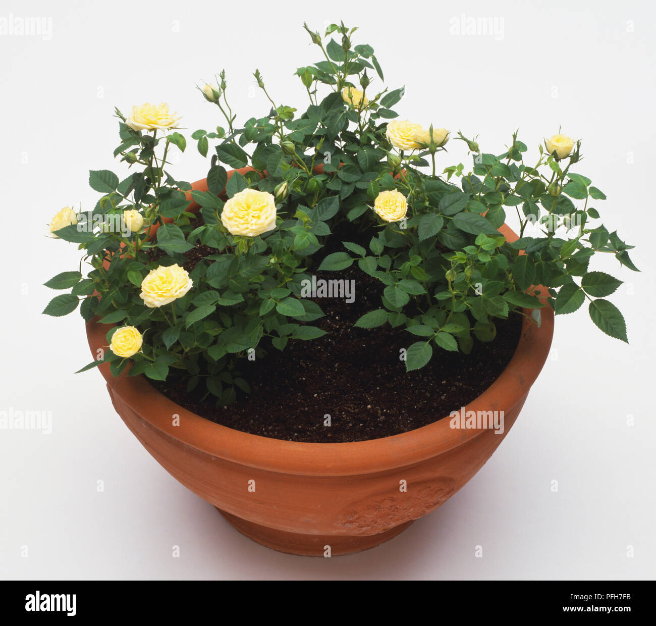 Miniature rose in pot hi-res stock photography and images - Alamy