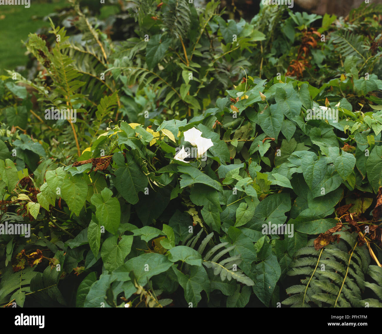 Convolvulus, Hedge Bindweed Stock Photo - Alamy