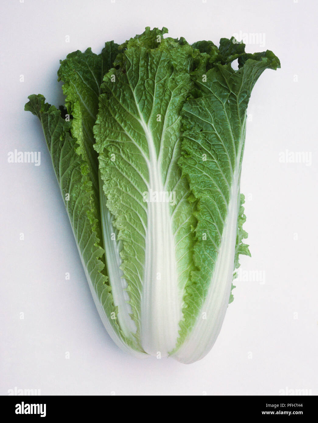 Chinese Cabbage head Stock Photo - Alamy