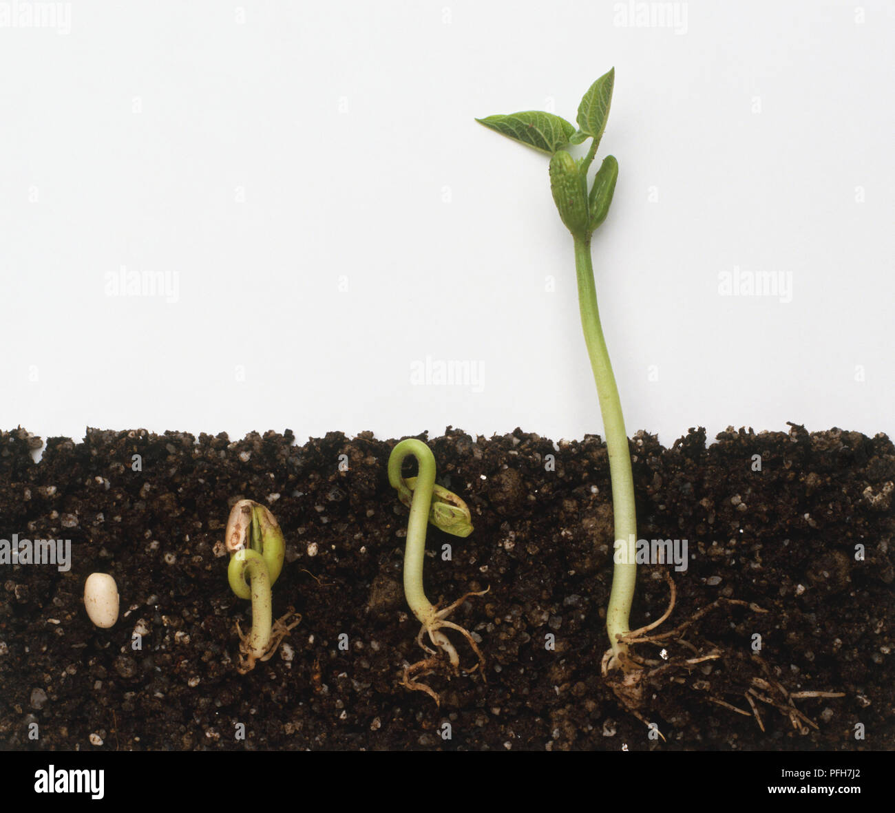 Germination of a plant Stock Photo - Alamy