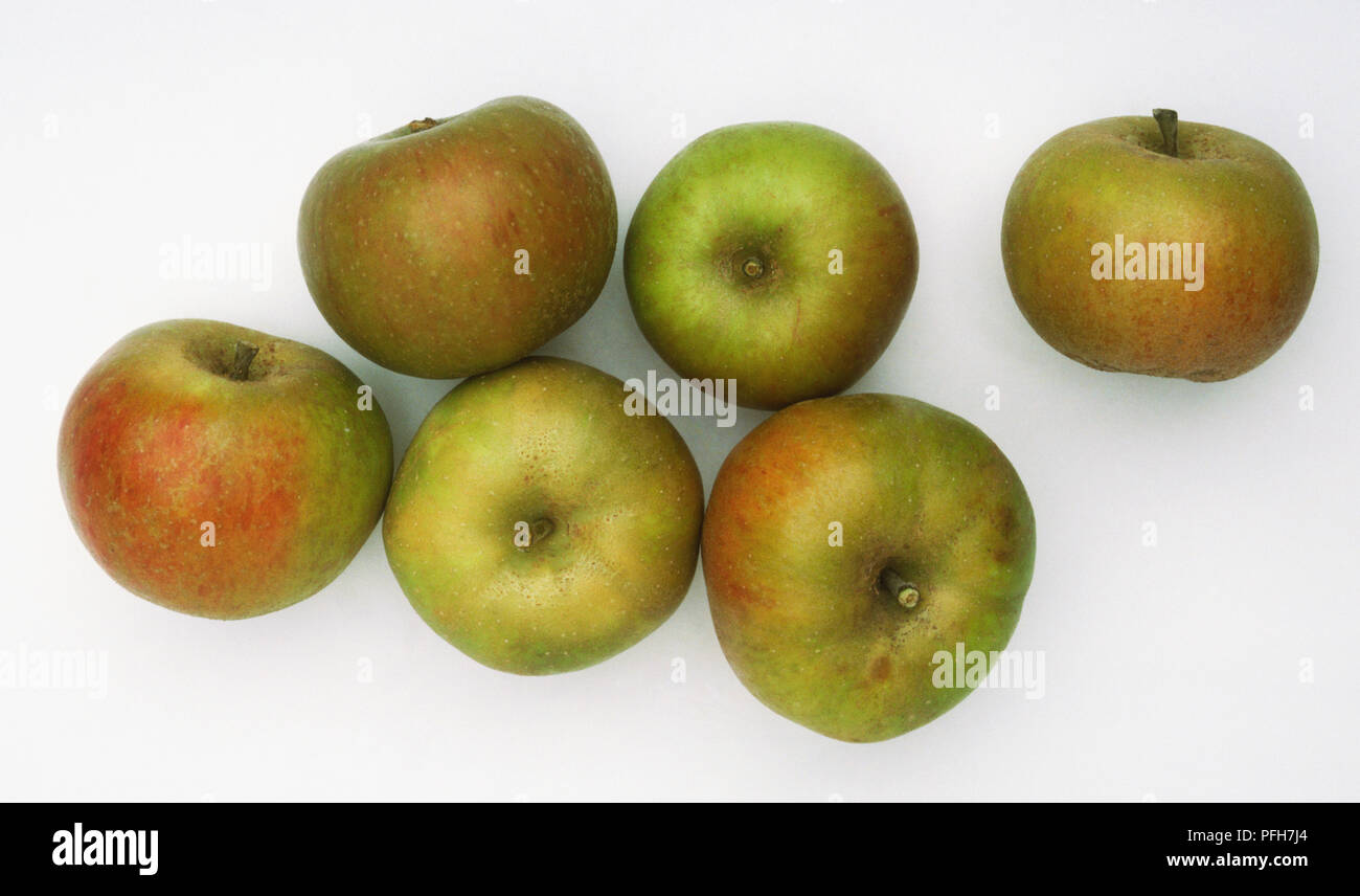 Six Apples 'Ashmead's Kernel' Stock Photo - Alamy
