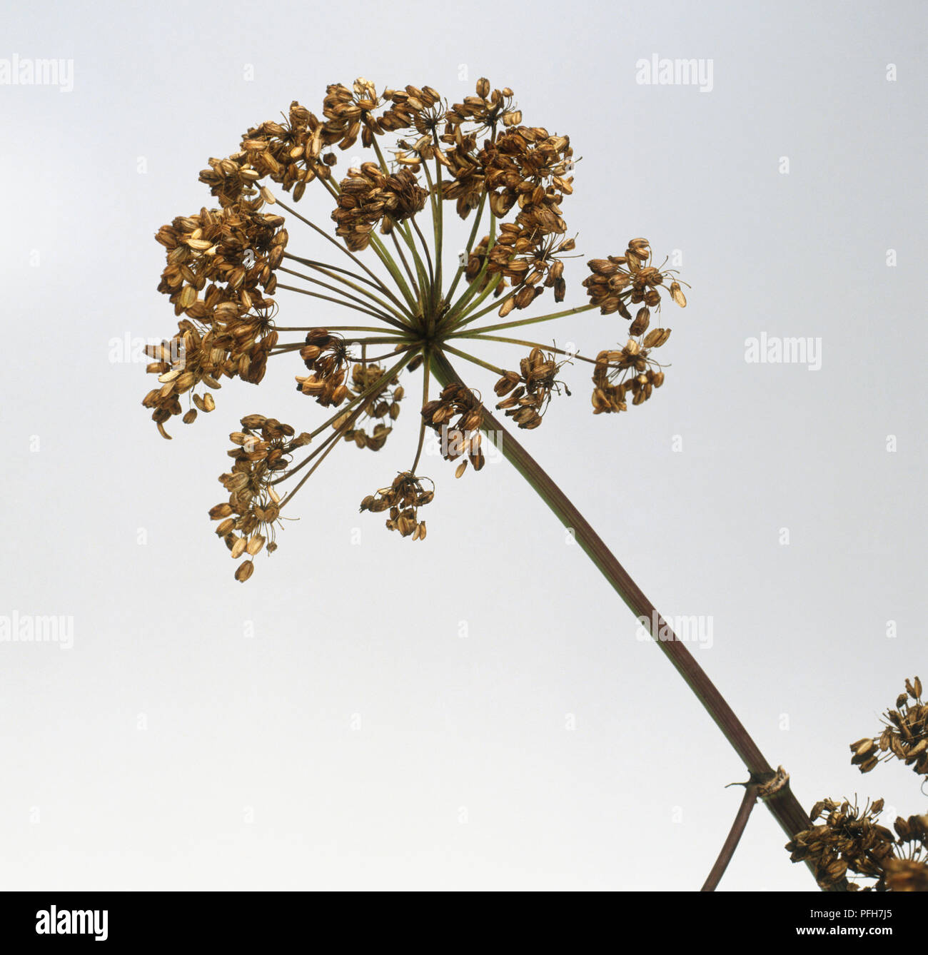 Dried seed head of Angelica Stock Photo - Alamy