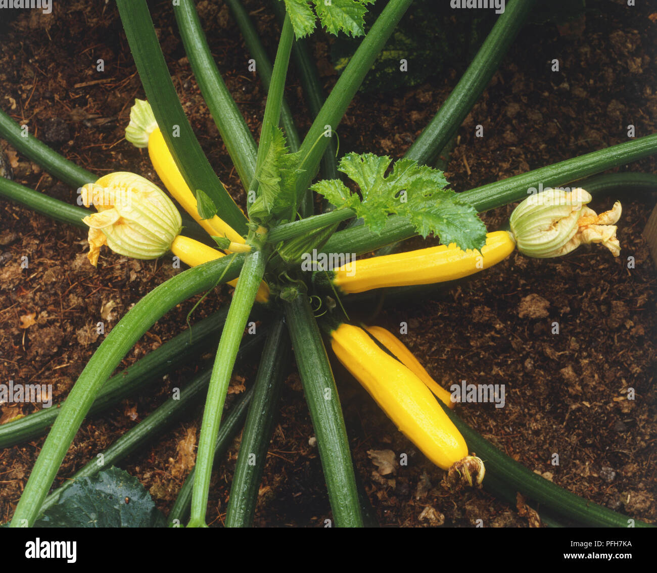 Courgettes plant from above hi-res stock photography and images - Alamy