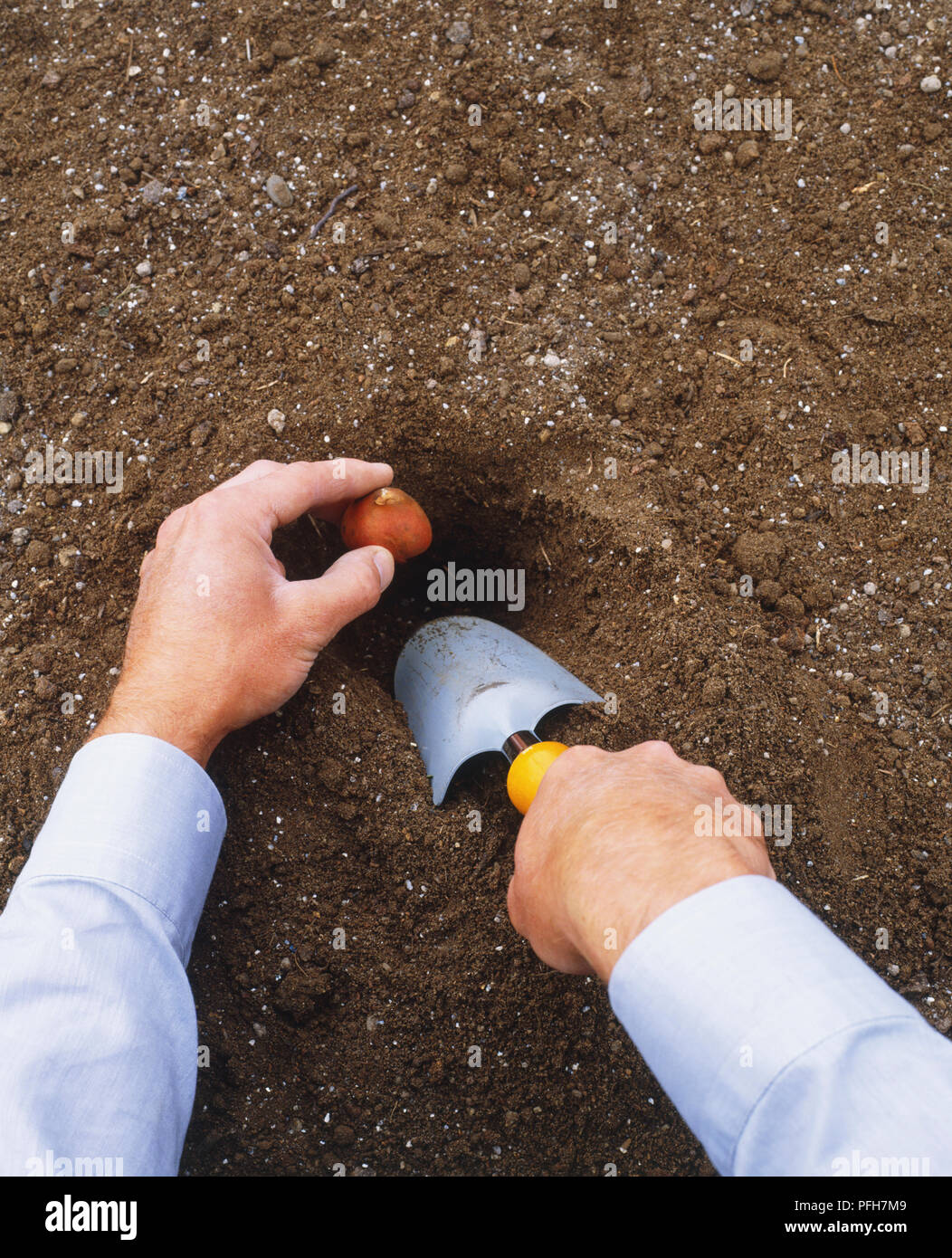 Planting a bulb in soil using a trowel, view from above Stock Photo - Alamy