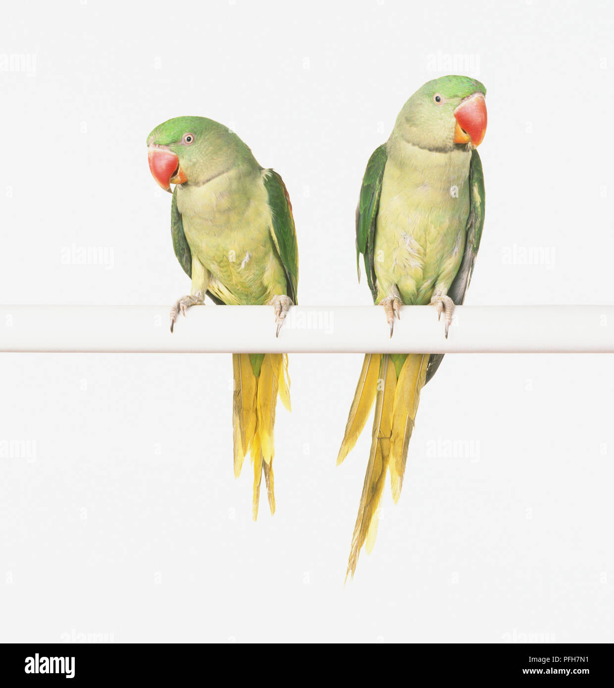 Pair of Lovebirds (Agapornis sp.) on a branch, front view Stock Photo ...
