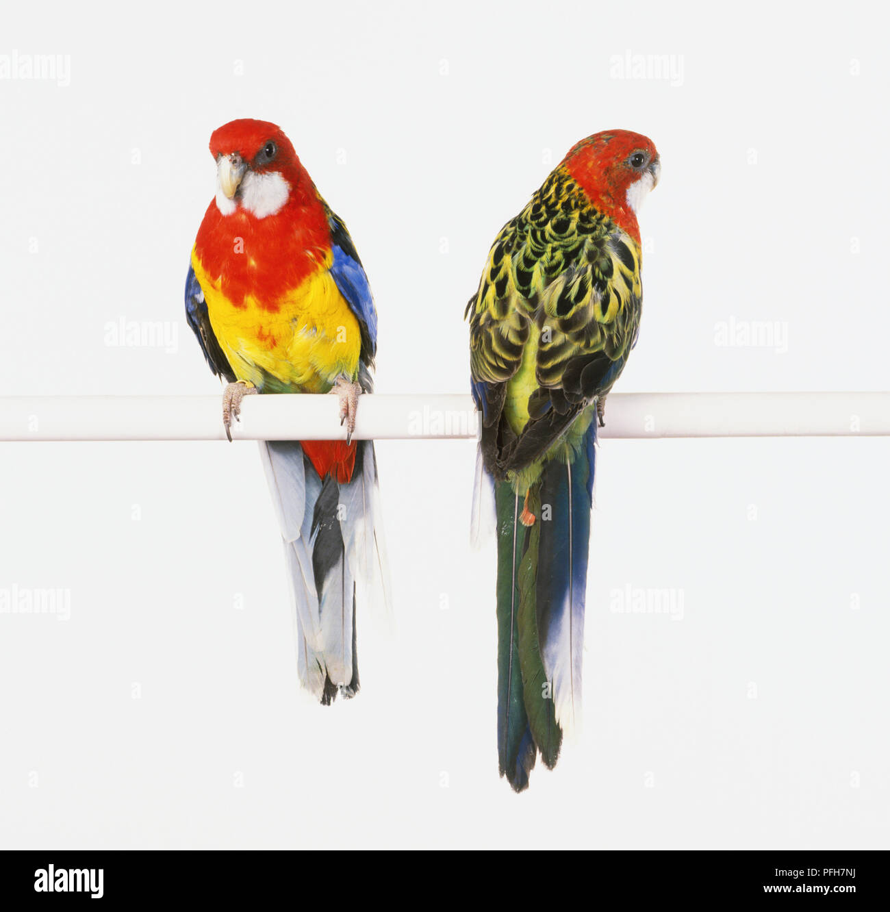 Golden-mantled Rosella (Platycercus eximius), perching on a pole Stock ...