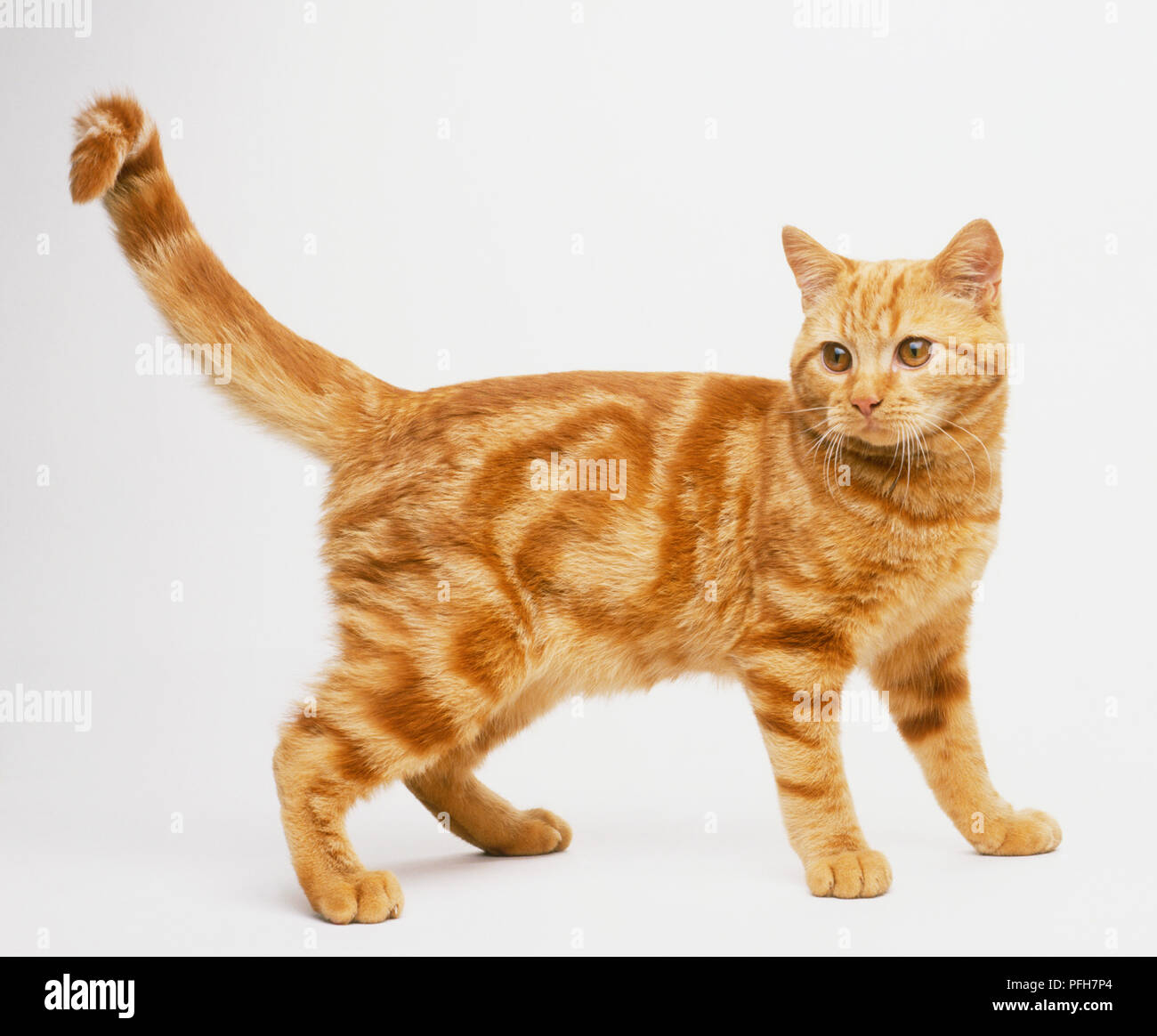 Ginger tabby Cat (Felis catus) standing, side view Stock Photo - Alamy