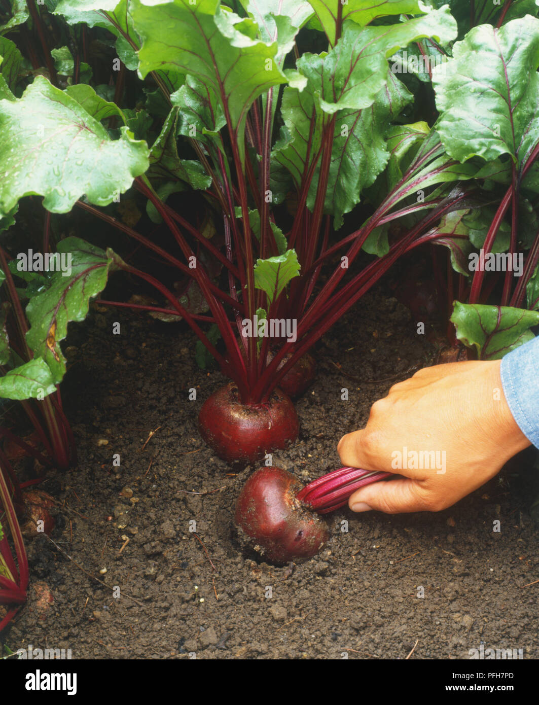 Pulling out vegetable by stems Stock Photo - Alamy