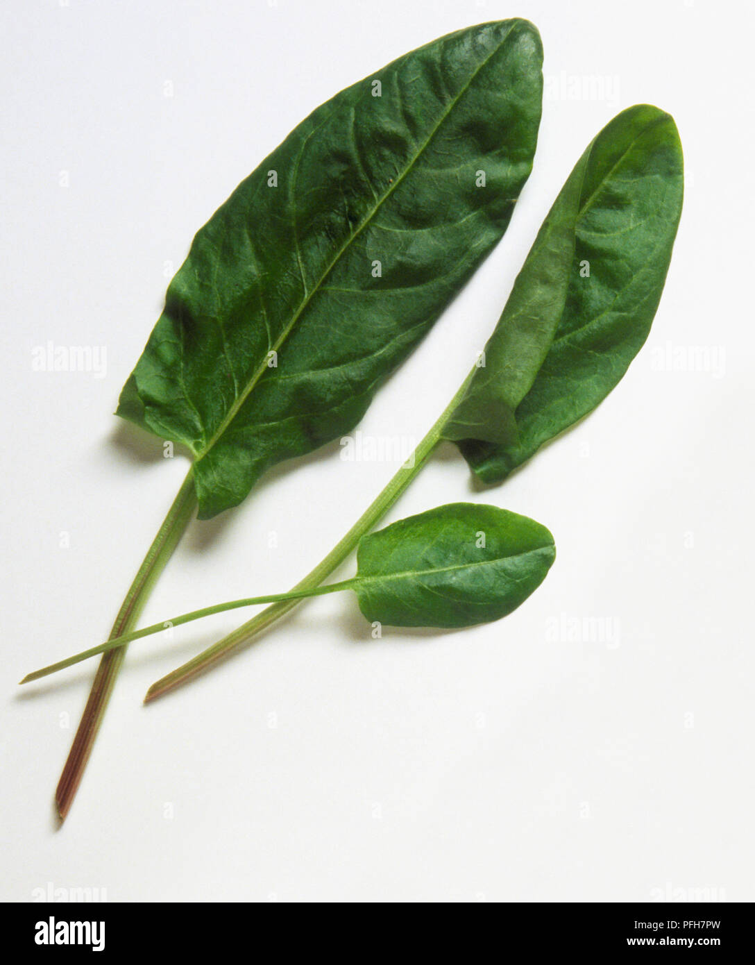 Rumex acetosa, three Sorrel leaves Stock Photo - Alamy