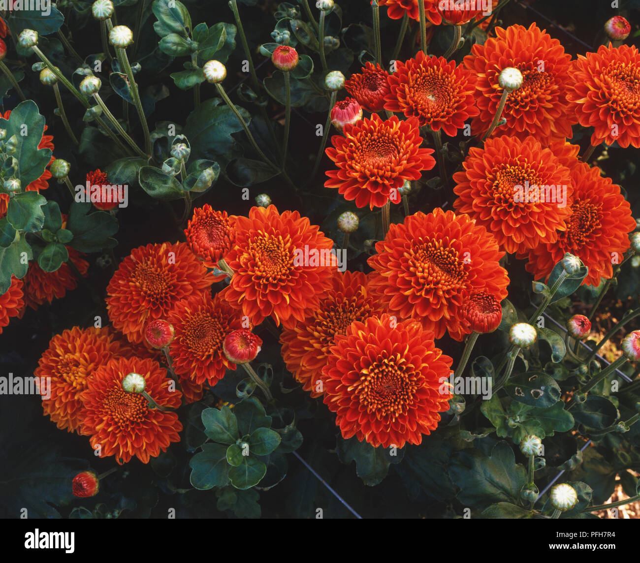 Red Chrysanthemum flower heads and buds Stock Photo - Alamy