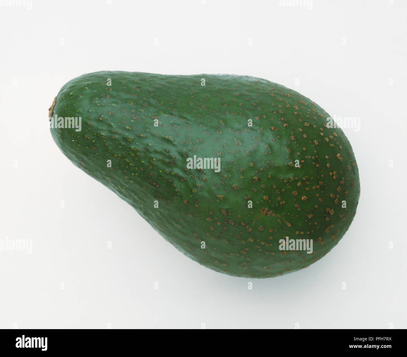 Persea americana, Avocado Stock Photo - Alamy