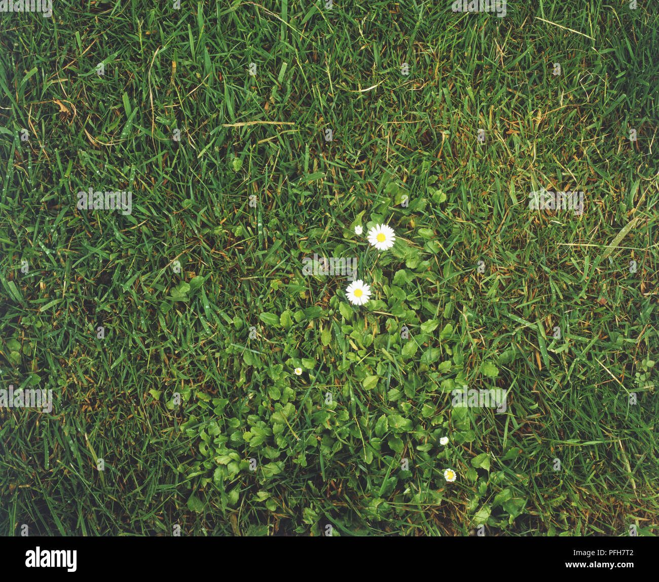 Two common daisy hi-res stock photography and images - Alamy