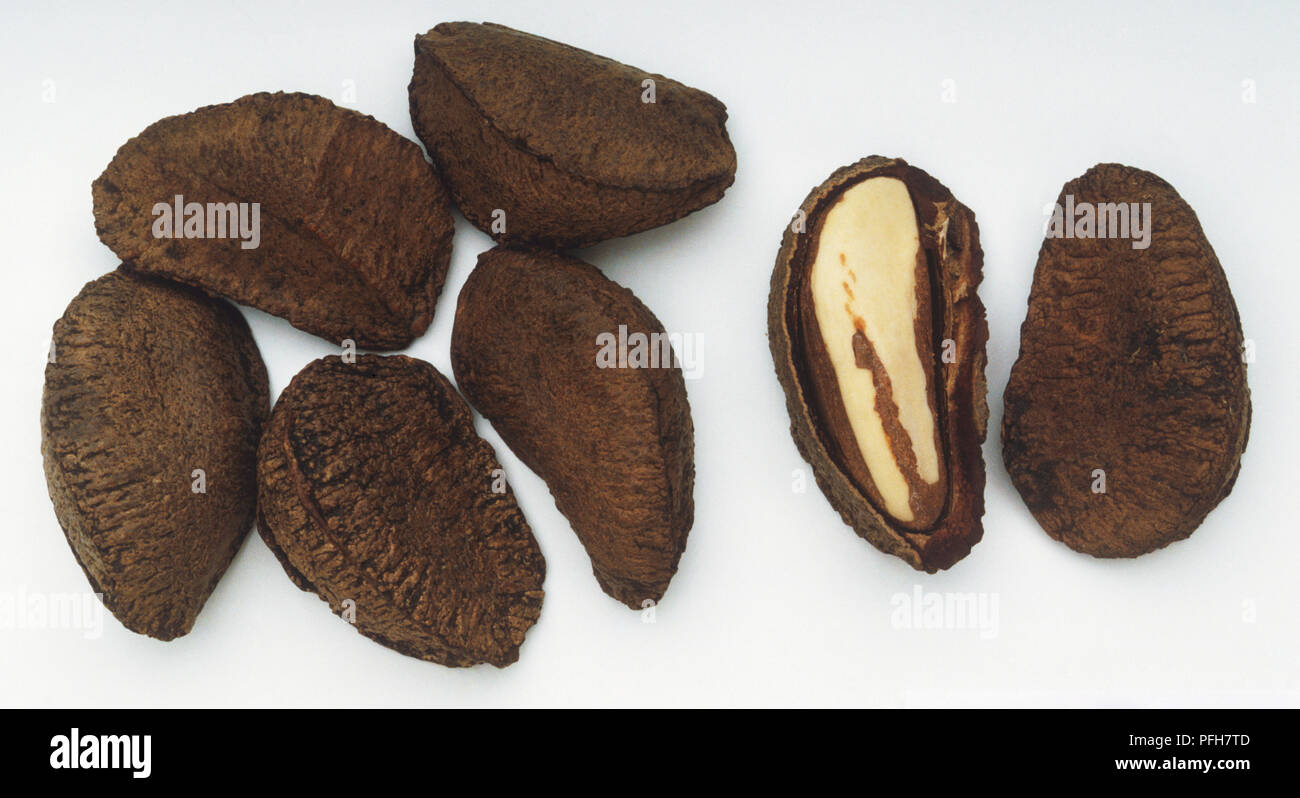 Bertholletia excelsa, Brazil Nuts Stock Photo - Alamy