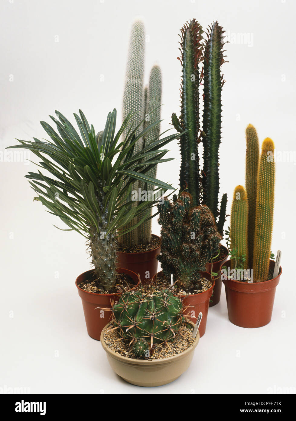 A selection of cacti and succulents in plant pots Stock Photo - Alamy