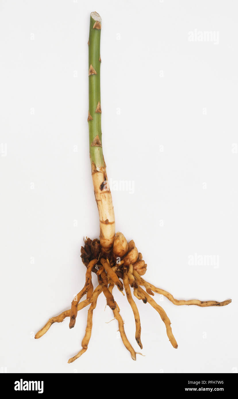 Asparagus officinalis, green Asparagus stalk with roots attached Stock ...