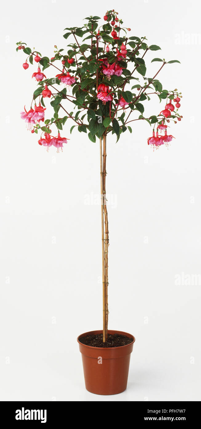 Fuchsia Standard in a plant pot Stock Photo - Alamy