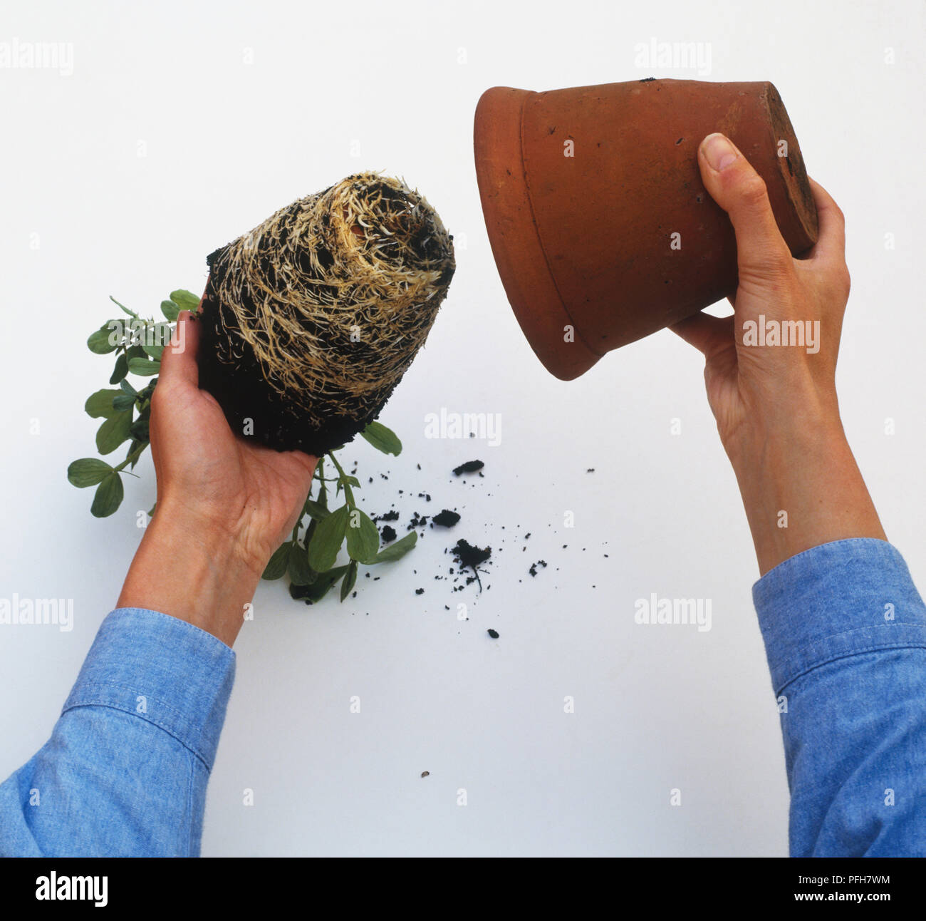 Roots horizontal root system hi-res stock photography and images - Alamy