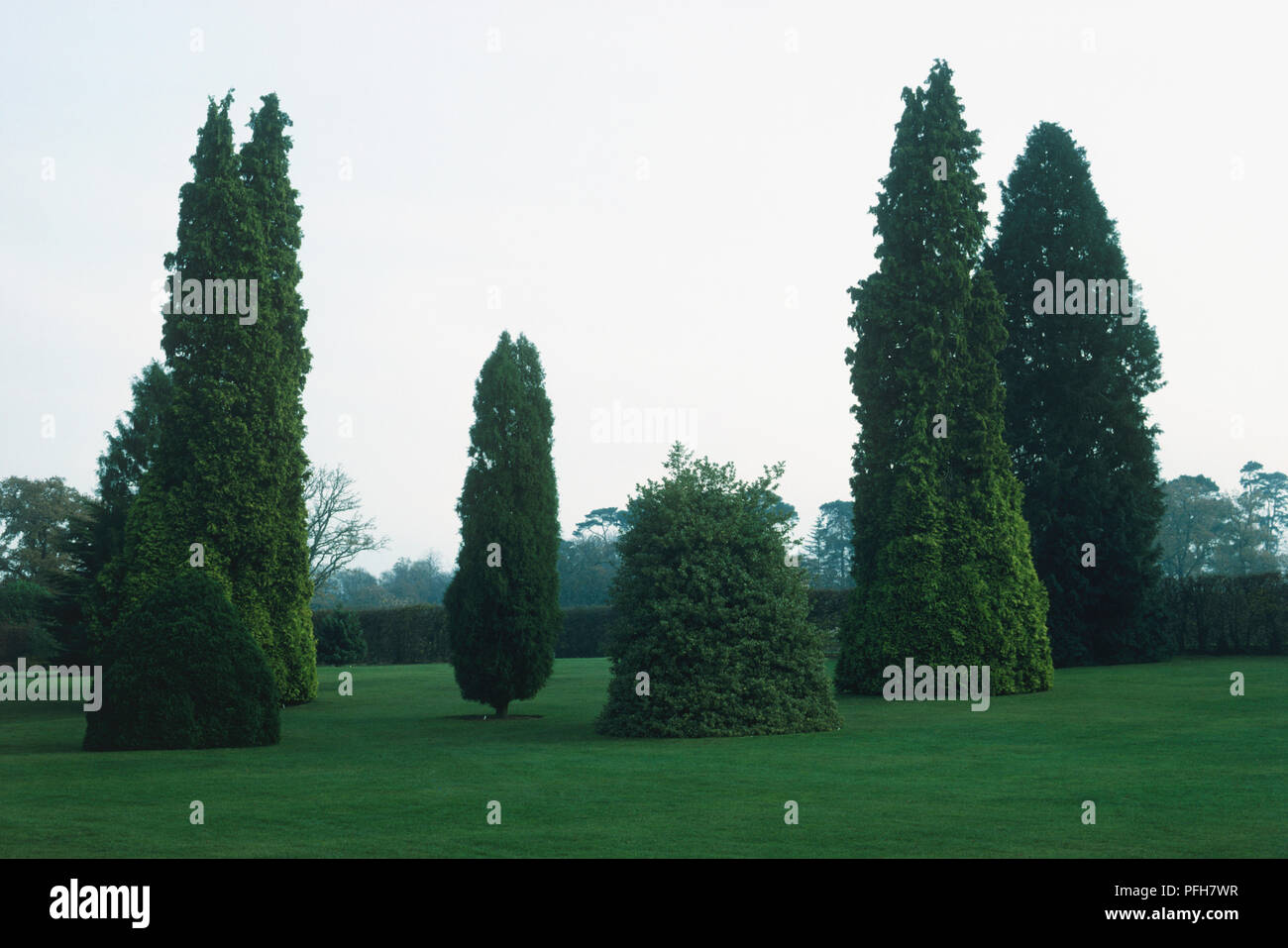 Conifer and fir trees Stock Photo - Alamy
