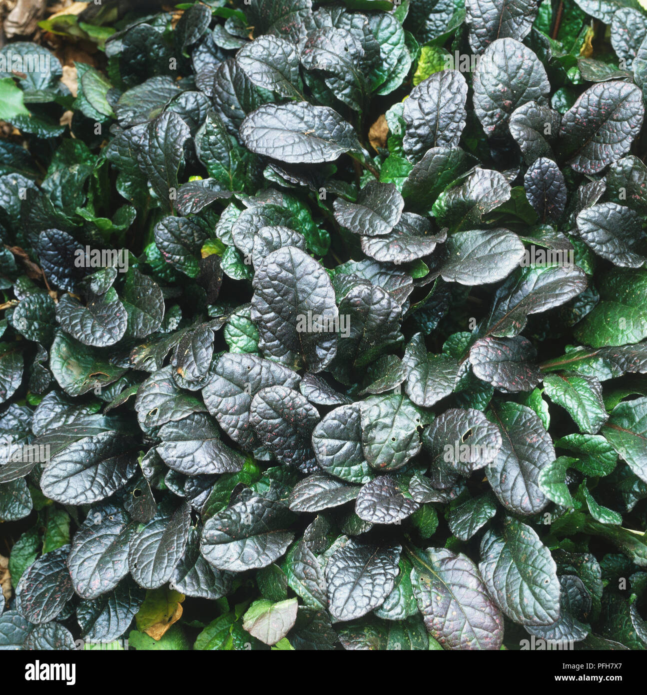 Purple-green leaves of Ajuga reptans, Bugle Stock Photo - Alamy