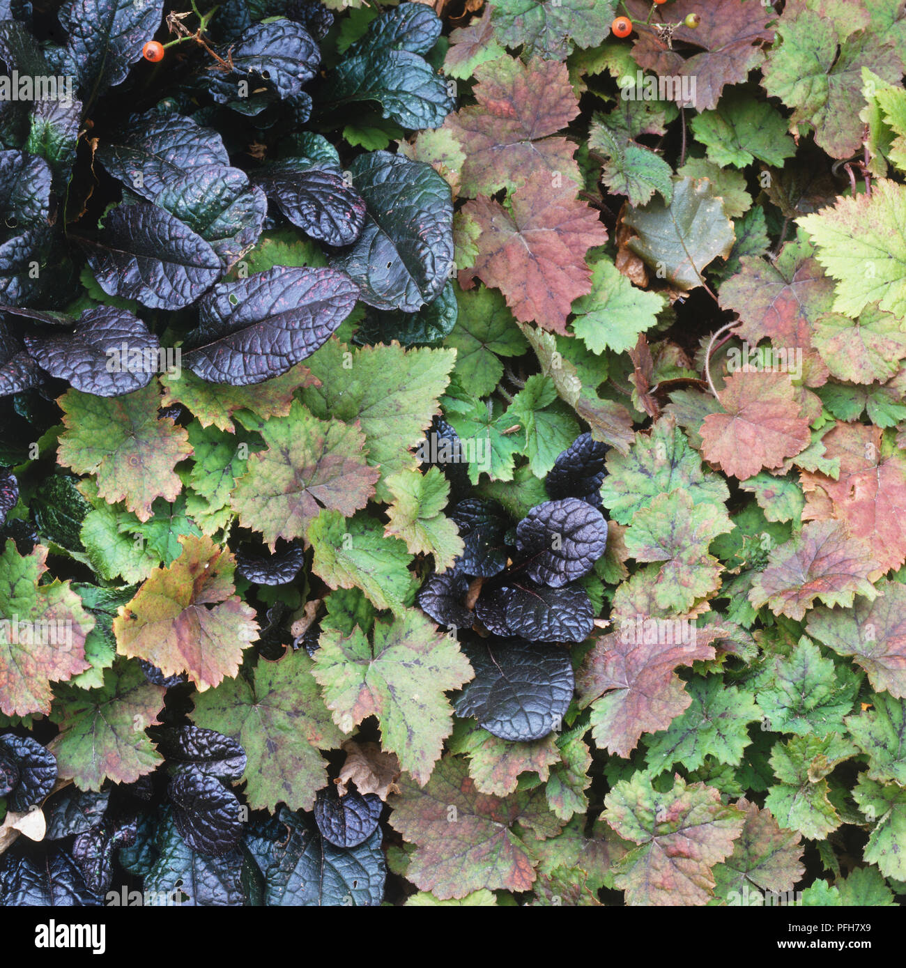 Leaves of Ajuga reptans, Bugle, and Tiarella cordifoli, Heartleaved ...
