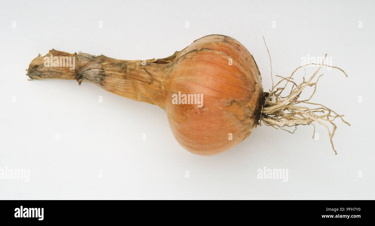 Allium cepa, Onion Stock Photo - Alamy
