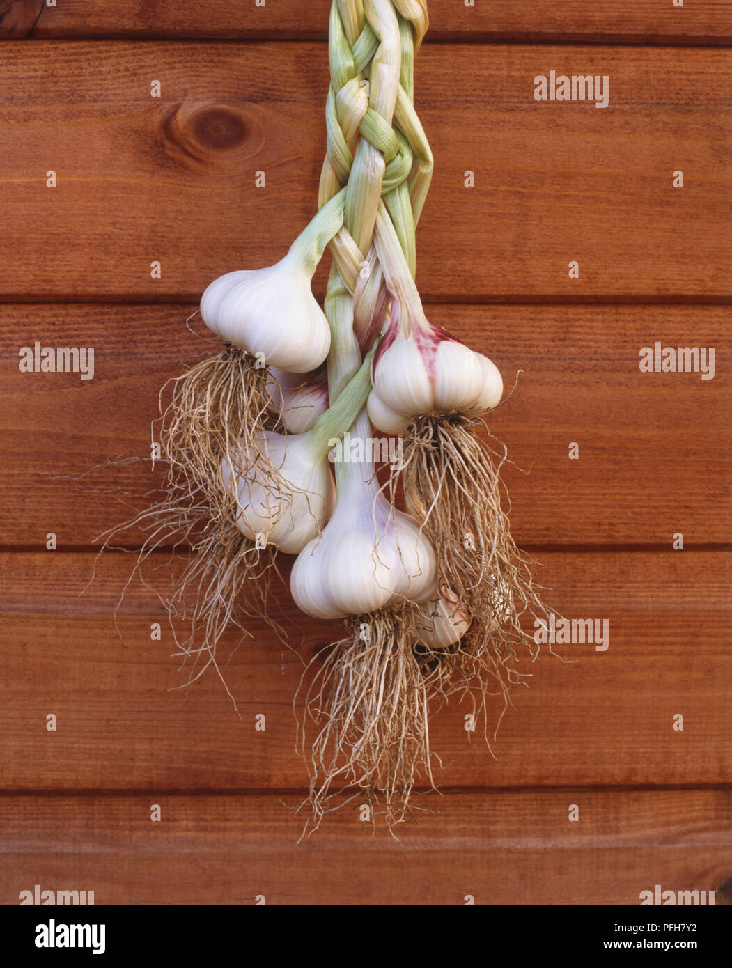 Garlic bulbs plaited together, hanging in front of wooden boards Stock ...