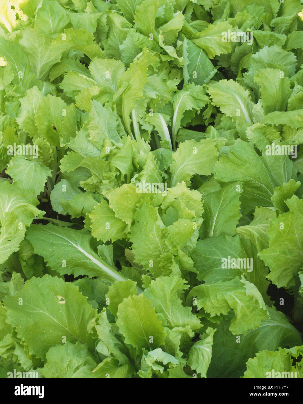 Brassica rapa, Loose-headed Chinese Cabbage Stock Photo - Alamy