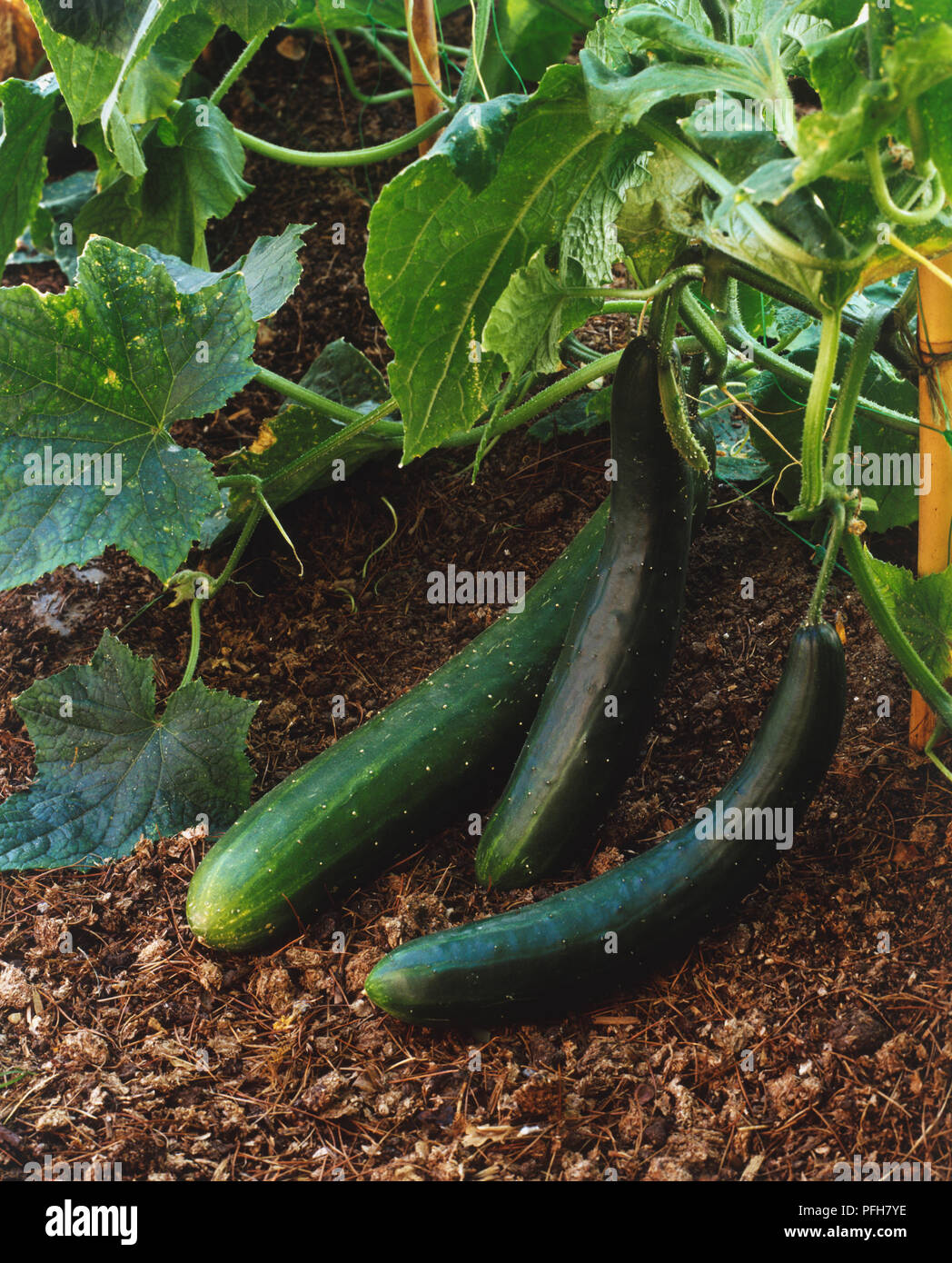 Cucumis sativus, three Japanese Cucumbers in vegetable plot Stock Photo ...