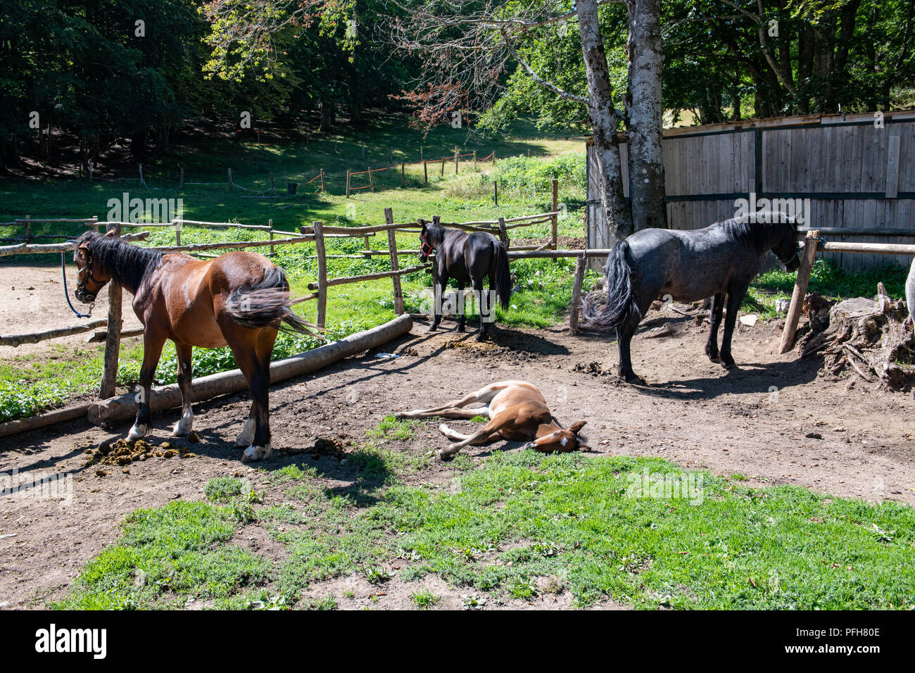 Group of horses in stables adults and one resting lying colt tranquil ...