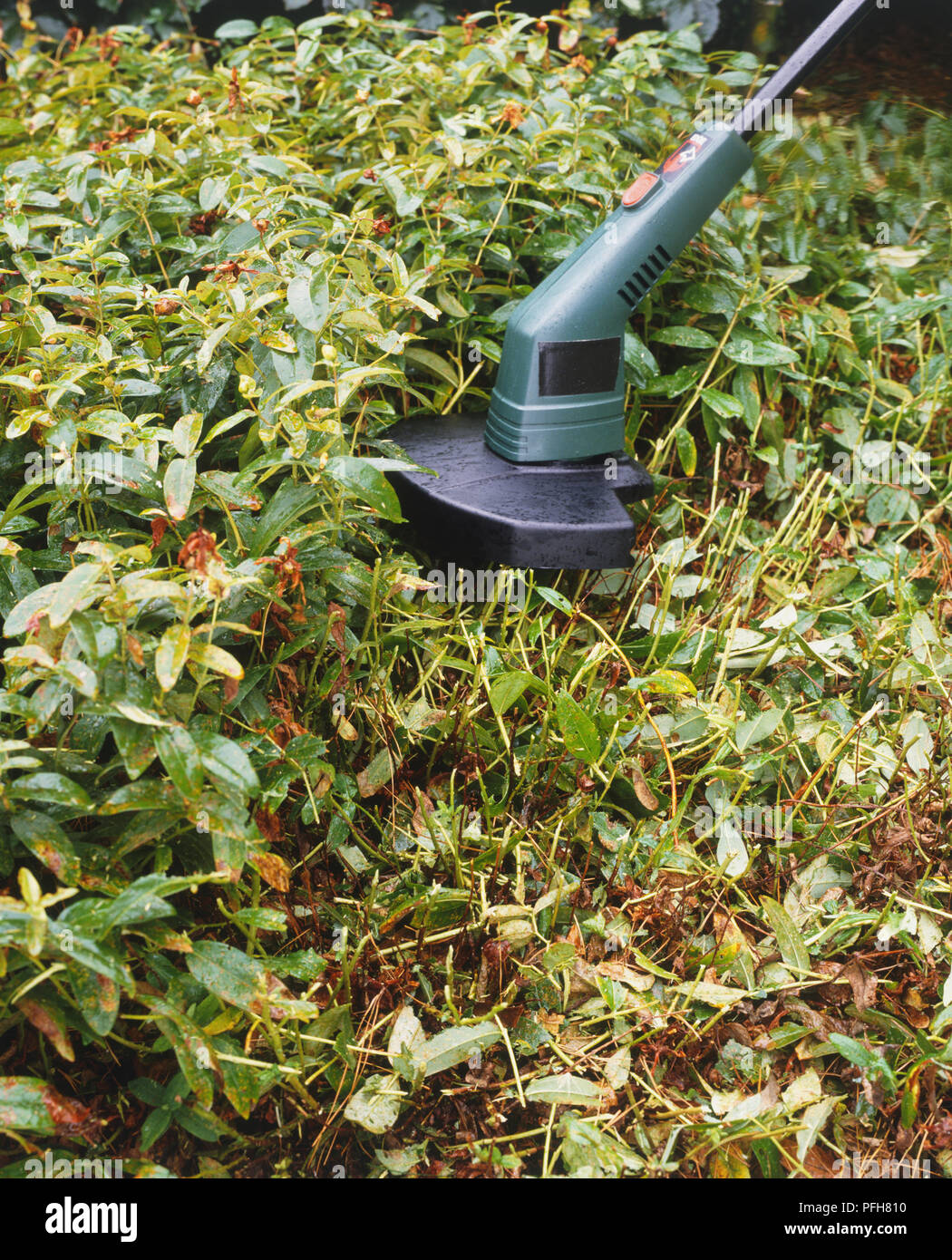 A string trimmer being used to cut down plants Stock Photo - Alamy