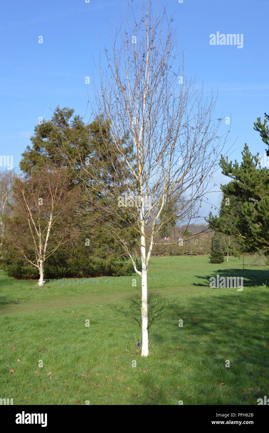 Betula utilis doorenbos hi-res stock photography and images - Alamy