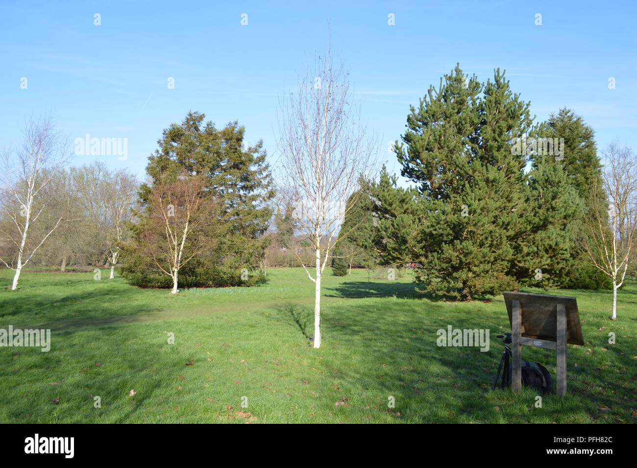 Betula utilis doorenbos hi-res stock photography and images - Alamy