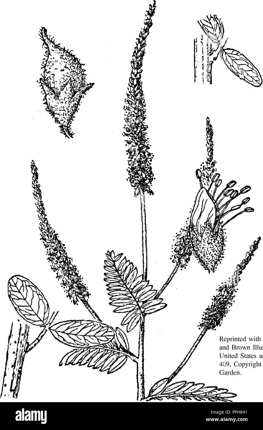 This survey documents the plant species of Carter County, Montana ...