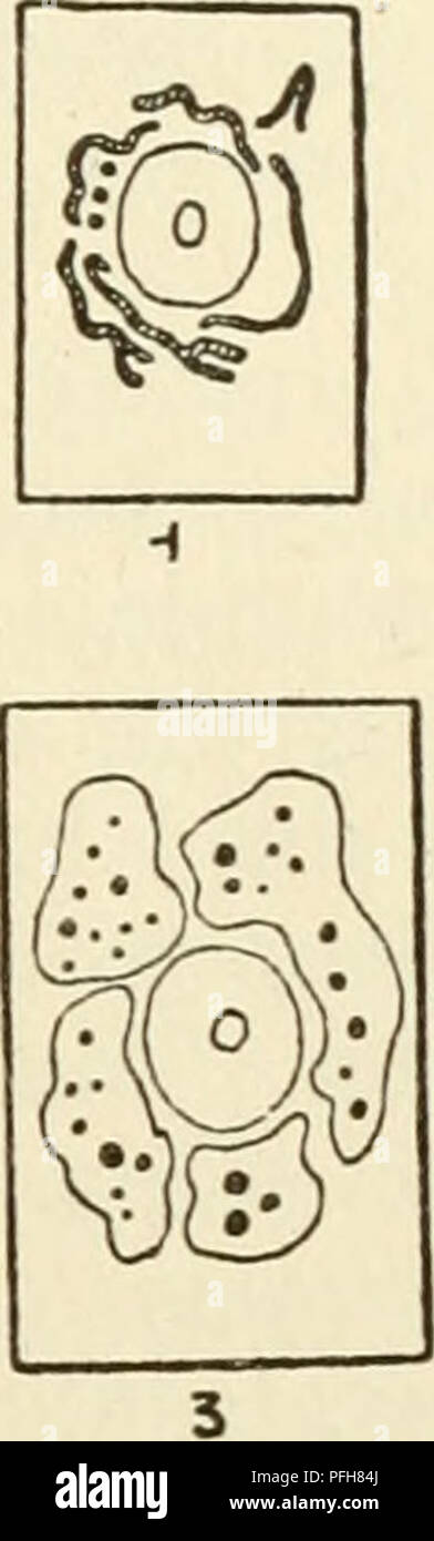 This image provides an illustration of the cytoplasm within a plant ...