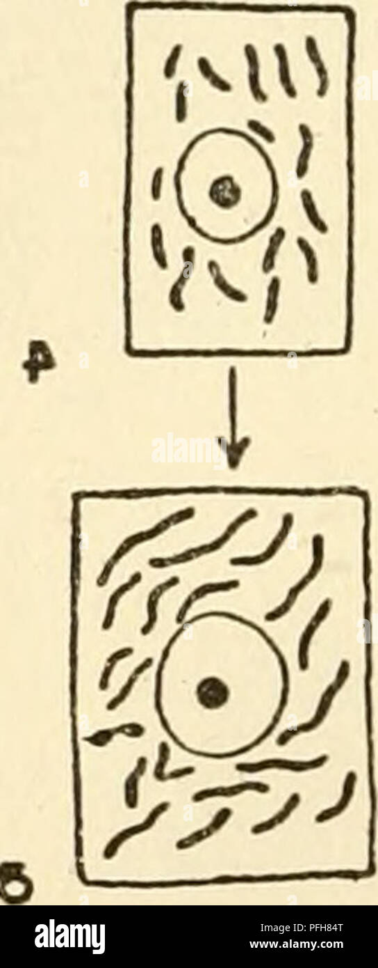 This diagram illustrates the development of the chondriome in ...