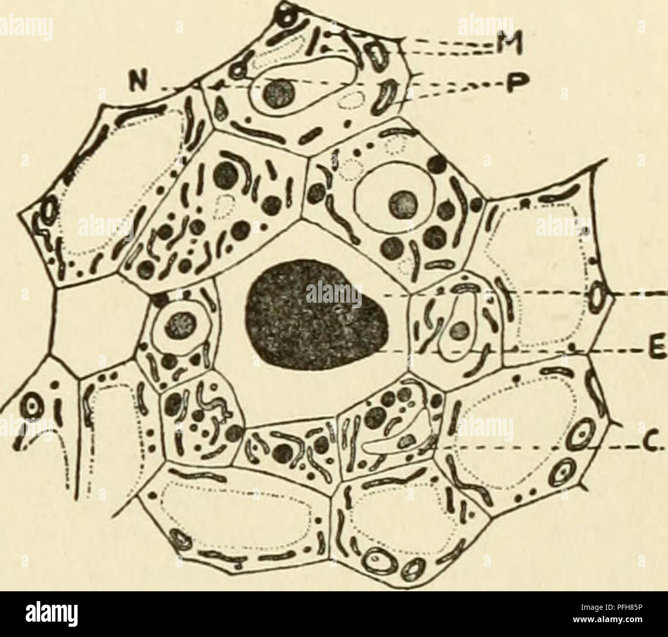 . The cytoplasm of the plant cell. Plant cells and tissues; Protoplasm ...