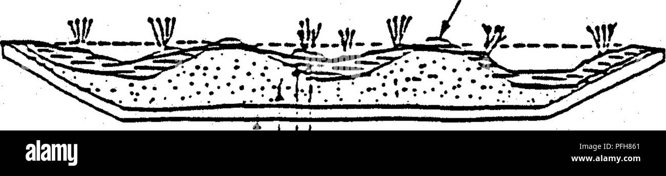 . Hydrochemical, vegetational and microbiological effects of a natural ...