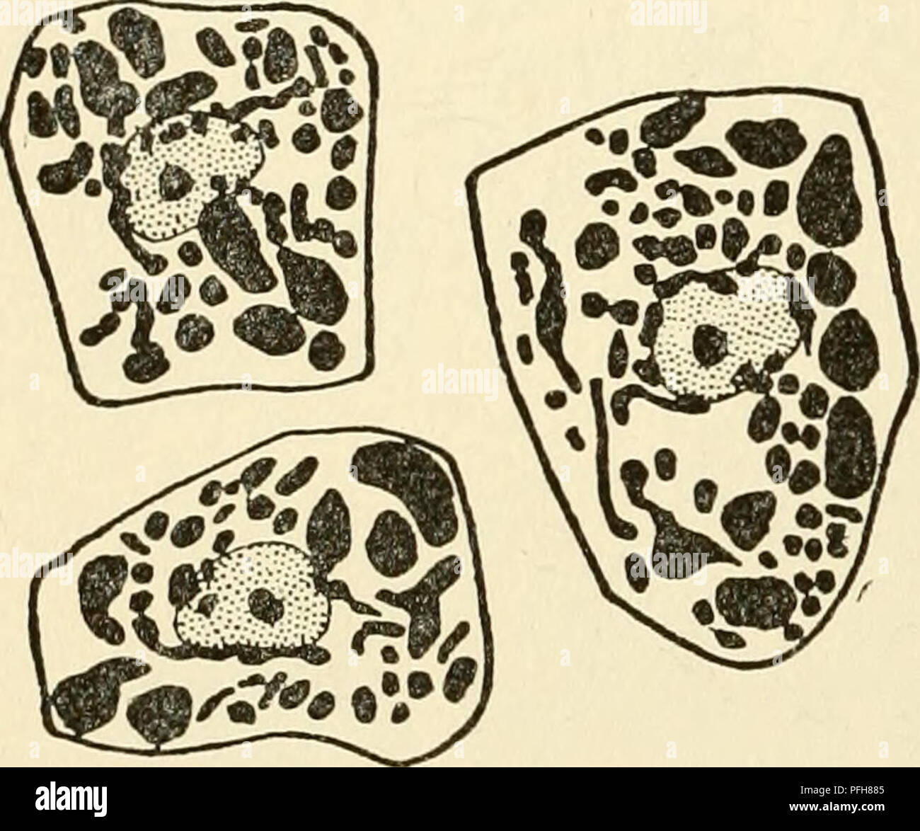 . The cytoplasm of the plant cell. Plant cells and tissues; Protoplasm ...