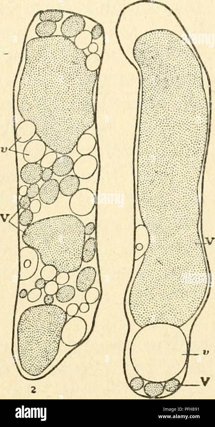 . The cytoplasm of the plant cell. Plant cells and tissues; Protoplasm ...